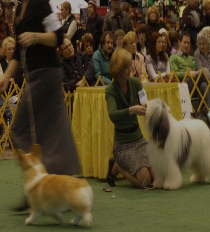 pet show - Greyhound and Petworld